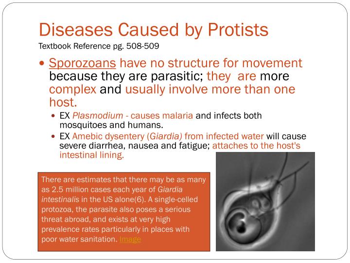 Ppt Protists And Fungi Powerpoint Presentation Id1552692