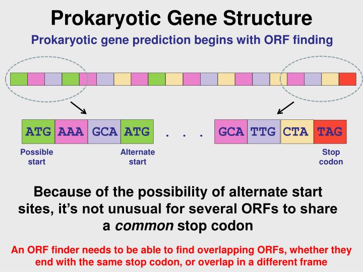 PPT - Prokaryotic Gene Structure PowerPoint Presentation - ID:1615089 PPT - Prokaryotic Gene Structure PowerPoint Presentation - ID:1615089