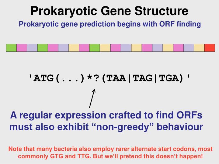 PPT - Prokaryotic Gene Structure PowerPoint Presentation - ID:1615089 PPT - Prokaryotic Gene Structure PowerPoint Presentation - ID:1615089