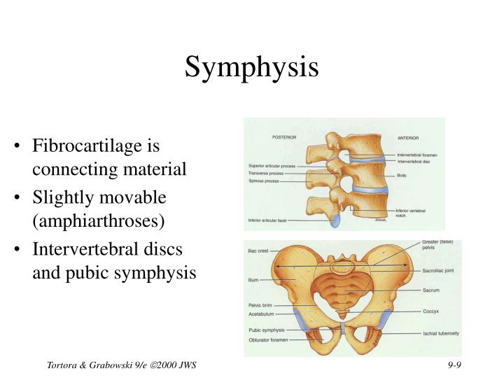 PPT - Chapter 9 Joints PowerPoint Presentation - ID:1703136 PPT - Chapter 9 Joints PowerPoint Presentation - ID:1703136