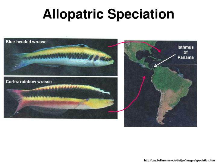 PPT - Evolution & Speciation PowerPoint Presentation - ID:1730544 PPT - Evolution & Speciation PowerPoint Presentation - ID:1730544