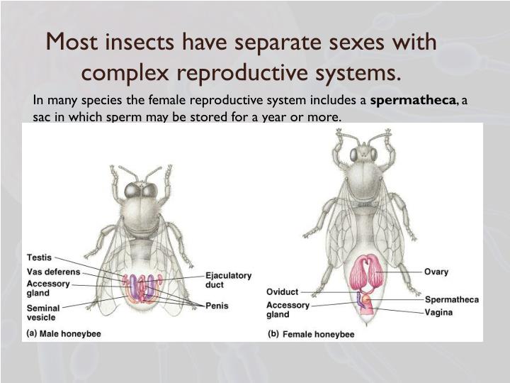 Ppt Reproduction Ways Of Reproducing Powerpoint Presentation Id 1776676