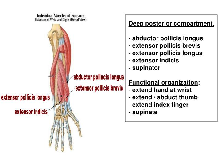 Ppt Muscles Of The Forearm Powerpoint Presentation Id1783825