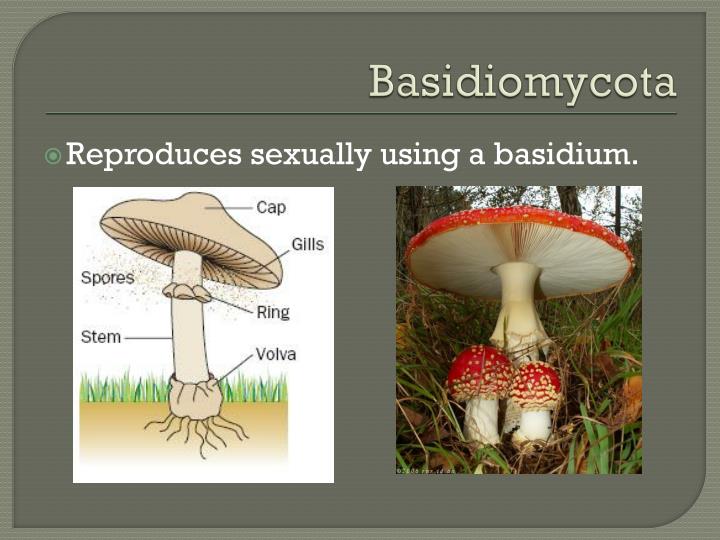 Ppt Fungi Powerpoint Presentation Id 1820032