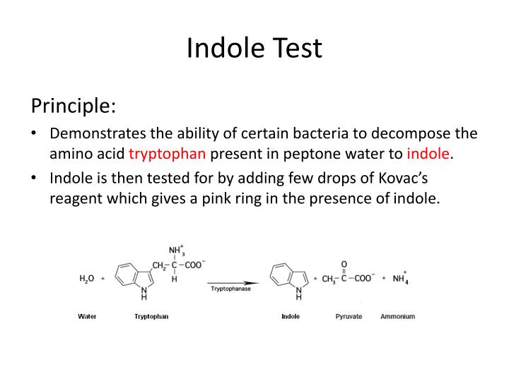 PPT - Biochemical Characterization of Bacteria PowerPoint Presentation ... PPT - Biochemical Characterization of Bacteria PowerPoint Presentation ...