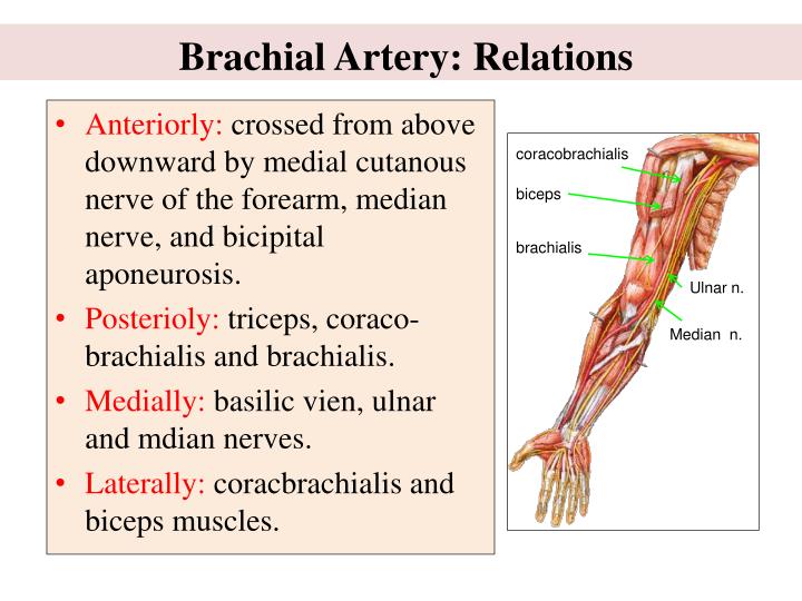Brachial Pulse Brachial Pulse