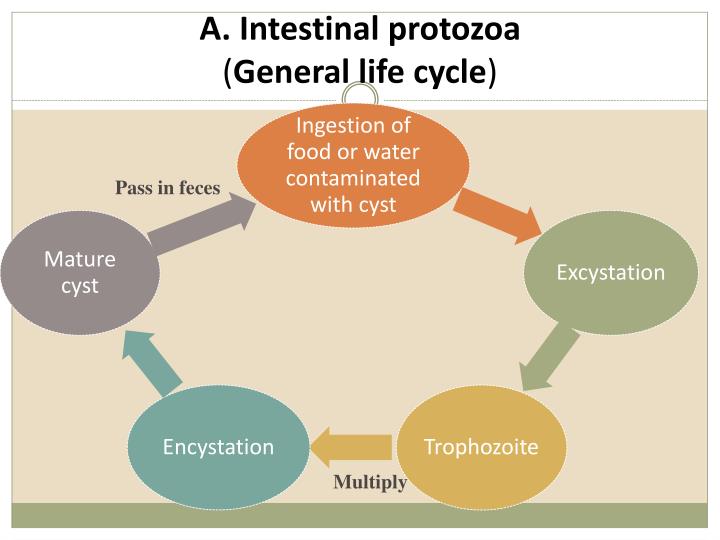 Ppt Parasitology Powerpoint Presentation Id1978217
