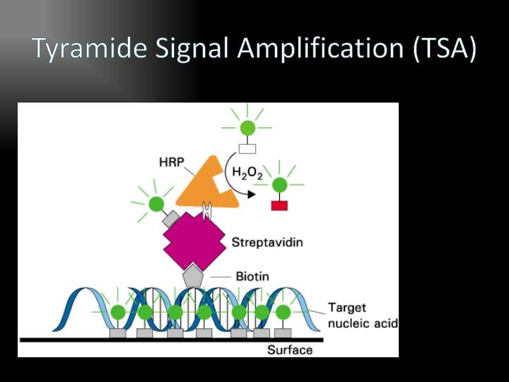 PPT - In Situ Hybridization PowerPoint Presentation - ID:1988074 PPT - In Situ Hybridization PowerPoint Presentation - ID:1988074