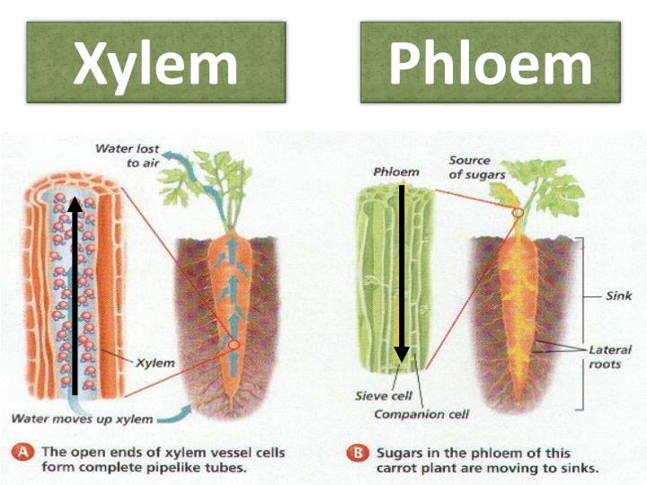 Xylem Slide Xylem Slide