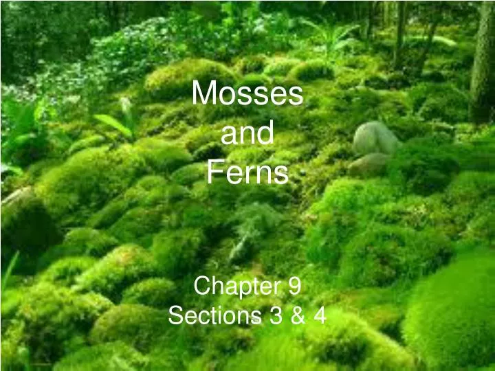 PPT - Mosses and Ferns Chapter 9 Sections 3 & 4 PowerPoint Presentation ... PPT - Mosses and Ferns Chapter 9 Sections 3 & 4 PowerPoint Presentation ...