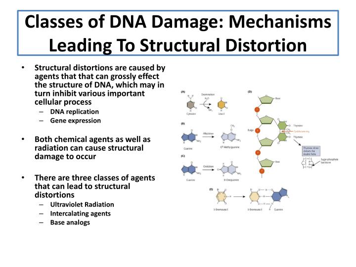 PPT - Chapter 9: The Mutability Of DNA PowerPoint Presentation - ID:2139285 PPT - Chapter 9: The Mutability Of DNA PowerPoint Presentation - ID:2139285