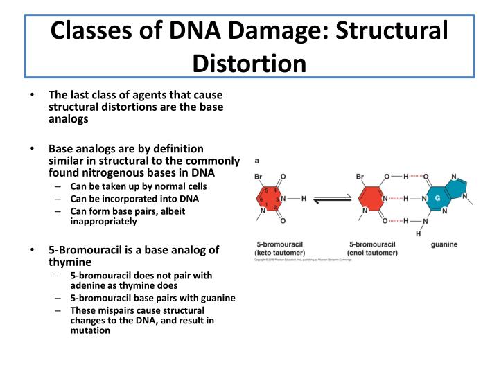 PPT - Chapter 9: The Mutability Of DNA PowerPoint Presentation - ID:2139285 PPT - Chapter 9: The Mutability Of DNA PowerPoint Presentation - ID:2139285