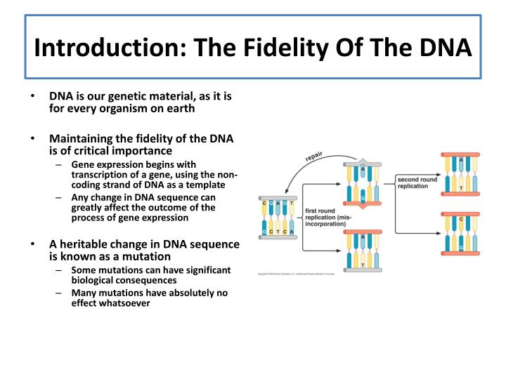 PPT - Chapter 9: The Mutability Of DNA PowerPoint Presentation - ID:2139285 PPT - Chapter 9: The Mutability Of DNA PowerPoint Presentation - ID:2139285