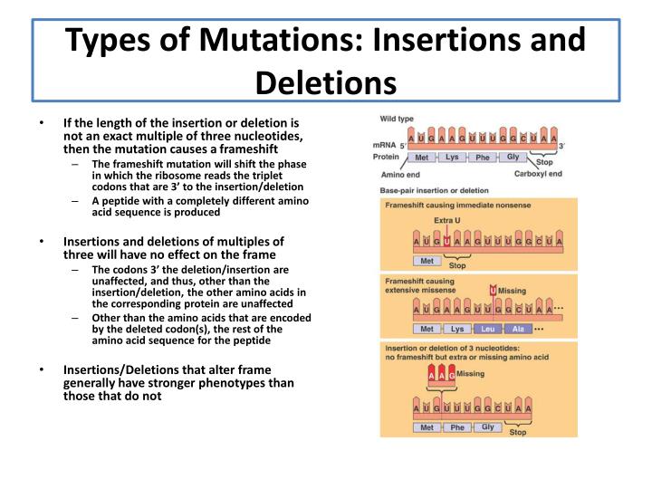 PPT - Chapter 9: The Mutability Of DNA PowerPoint Presentation - ID:2139285 PPT - Chapter 9: The Mutability Of DNA PowerPoint Presentation - ID:2139285