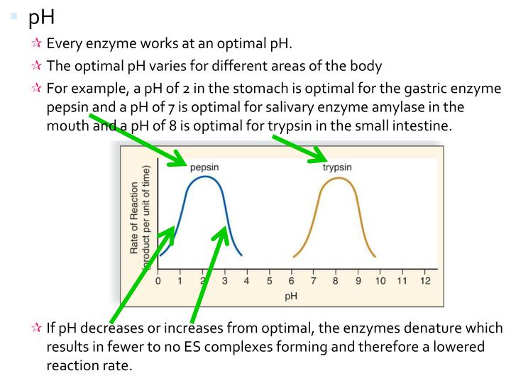 Why Does Ph Denature Enzymes Why Does Ph Denature Enzymes