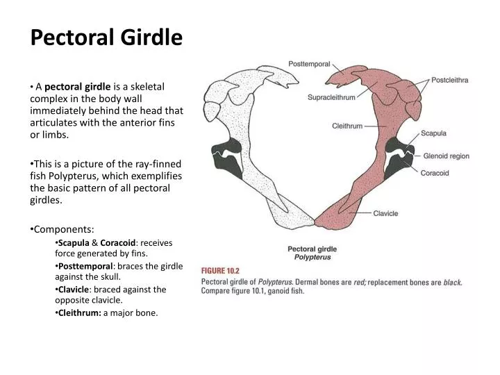 Ppt Pectoral Girdle Powerpoint Presentation Id 2148354