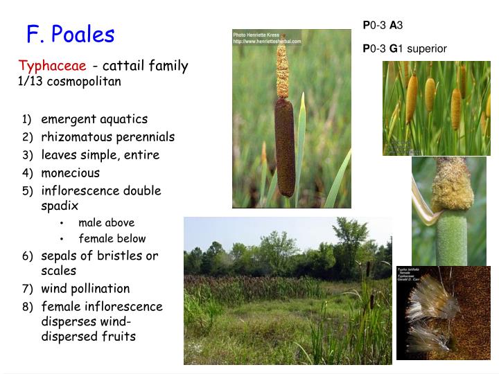 Ppt Monocotyledons Monocots Monocotyledoneae Or Liliopsida Powerpoint Presentation Id