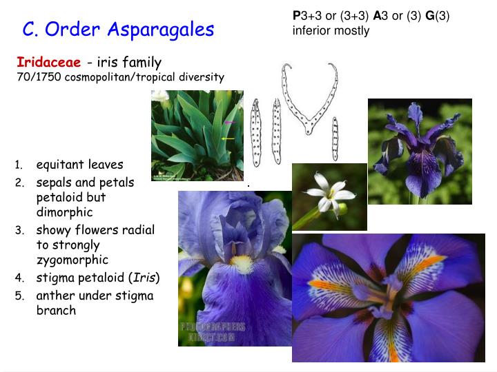 Ppt Monocotyledons Monocots Monocotyledoneae Or Liliopsida Powerpoint Presentation Id