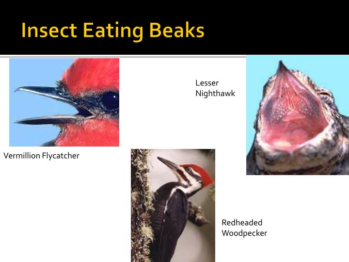 Ppt Bird Beaks Powerpoint Presentation Id2179643