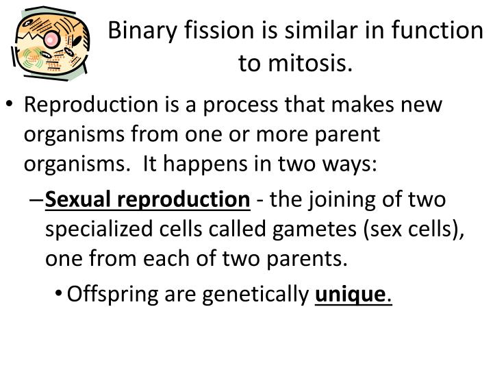 Whats different between binary fission vs mitosis - glasslopi Whats different between binary fission vs mitosis - glasslopi