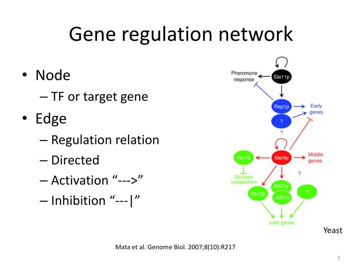 Ppt Gene Regulatory Network Powerpoint Presentation Id 2265858