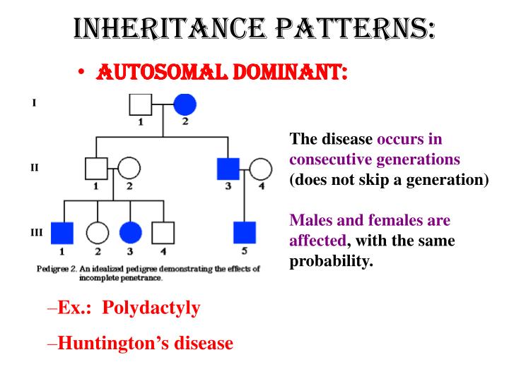 Simple Patterns Of Inheritance Simple Patterns Of Inheritance