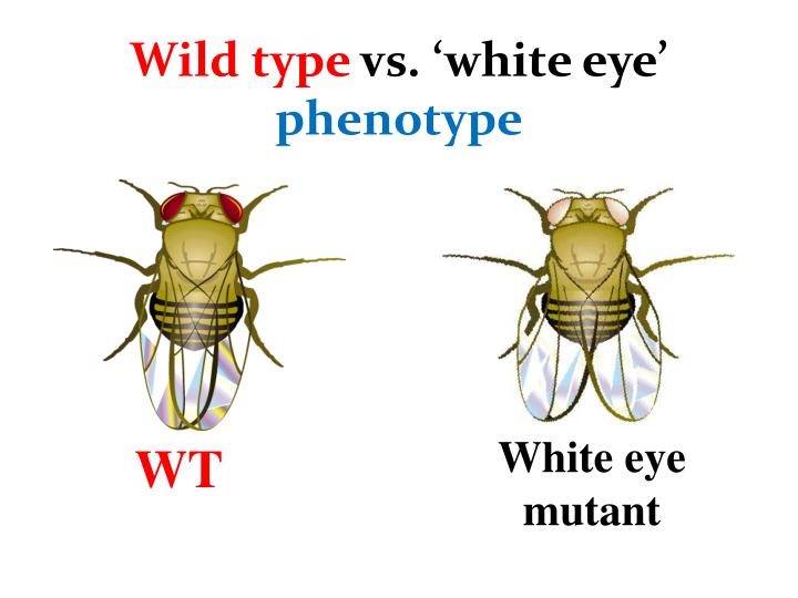 Ppt Fruit Fly Genetics Powerpoint Presentation Id2358442
