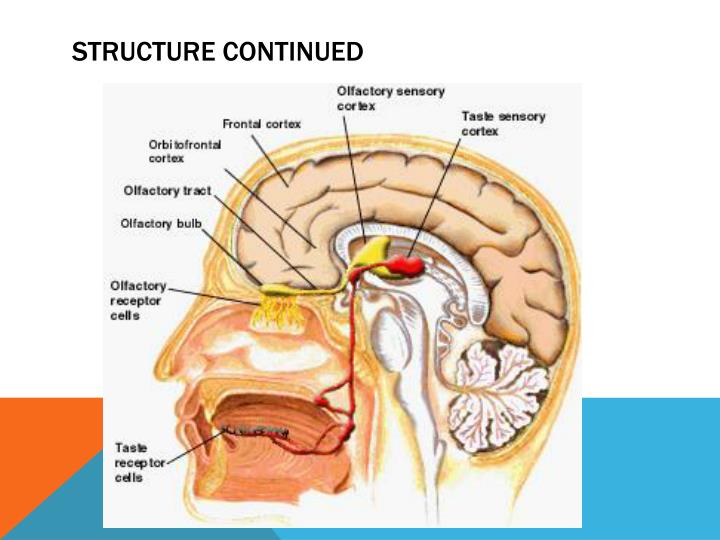 Ppt Olfactory System Powerpoint Presentation Id 2364209