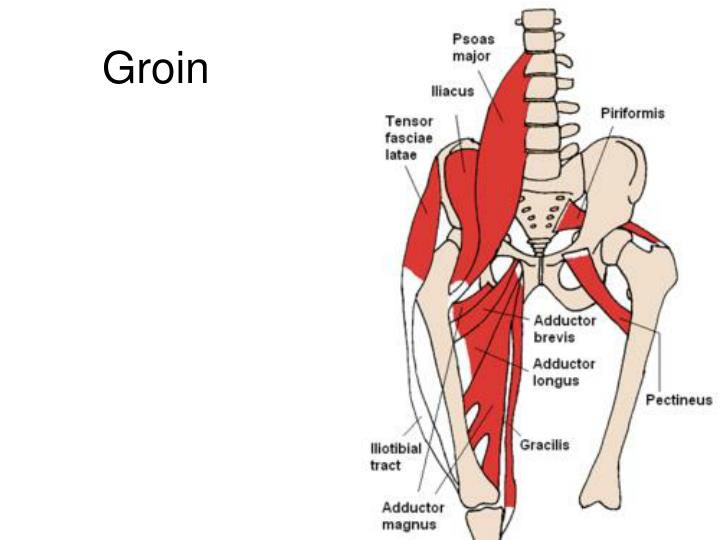 Ppt Muscles Powerpoint Presentation Id2369766