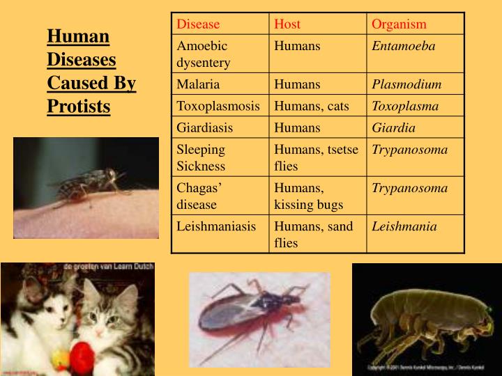 Ppt Protists Powerpoint Presentation Id2375340