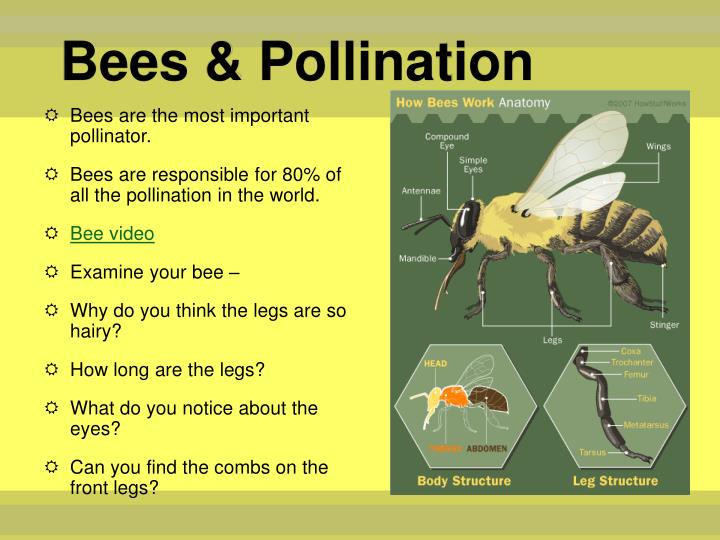 Ppt Pollination Powerpoint Presentation Id 2423311