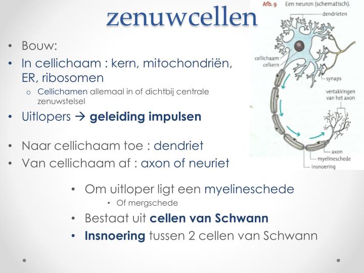 PPT - Bouw en functie van het zenuwstelsel PowerPoint Presentation - ID ... PPT - Bouw en functie van het zenuwstelsel PowerPoint Presentation - ID ...