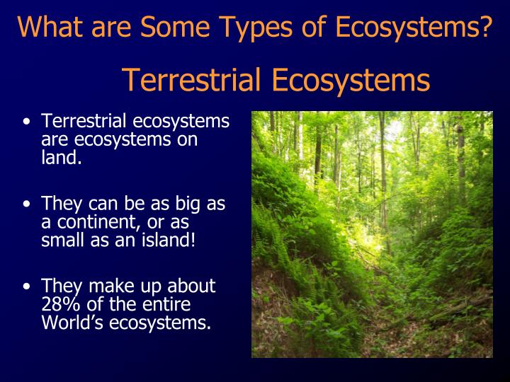 Types Of Ecosystem Models - Design Talk Types Of Ecosystem Models - Design Talk