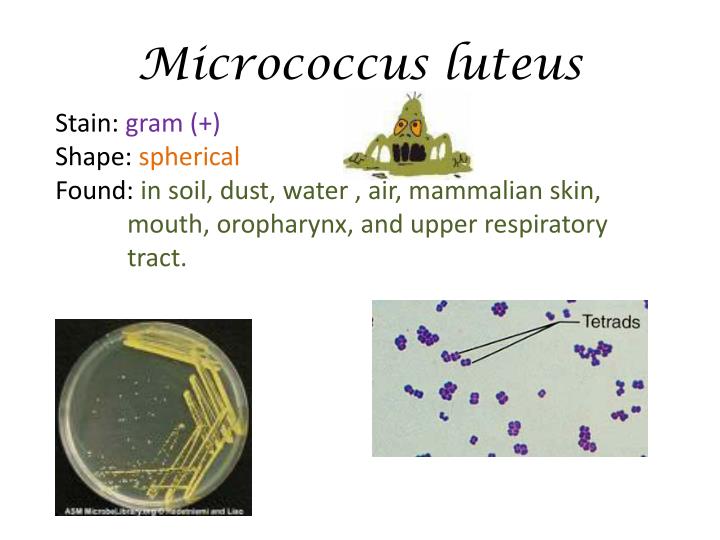 Ppt What Should You Have Seen Under The Microscope Activity 514 Gram Stain Powerpoint