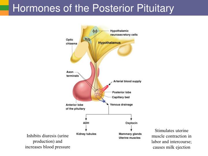 Ppt Endocrine System Powerpoint Presentation Id2767135