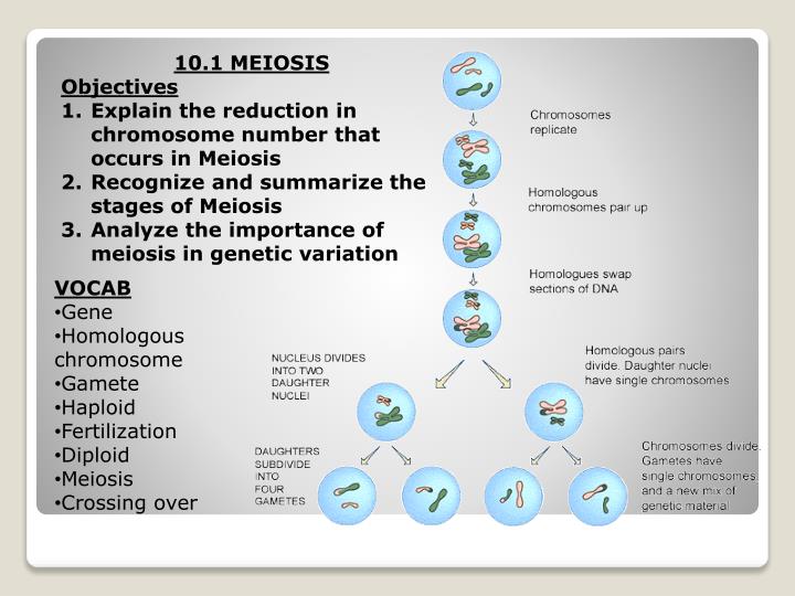 Ppt Sexual Reproduction And Genetics Chp10 10 1 Meiosis 10 2