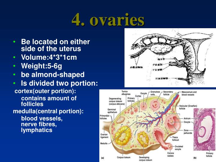 Ppt Anatomy Of Female Reproductive System Powerpoint Presentation