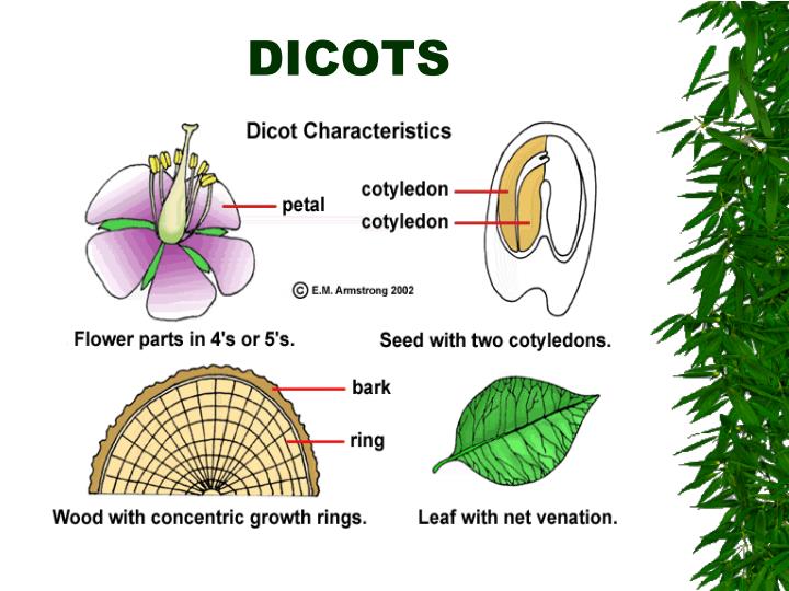 Ppt Kingdom Plantae Powerpoint Presentation Id2969542