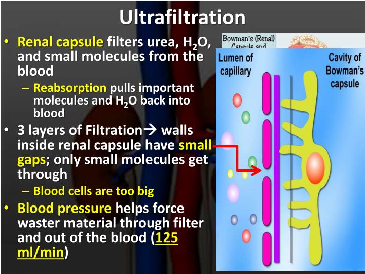 Ultrafiltration System In Kidney at Tony Cazares blog Ultrafiltration System In Kidney at Tony Cazares blog