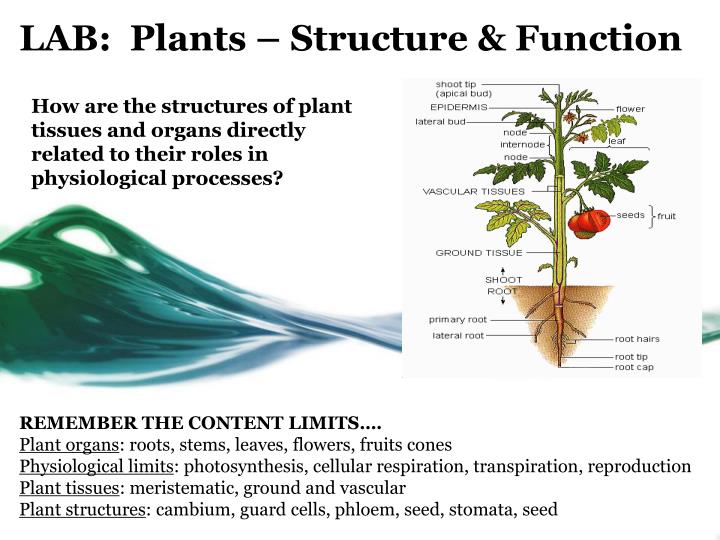 Ppt Plant Tissues And Organs Powerpoint Presentation