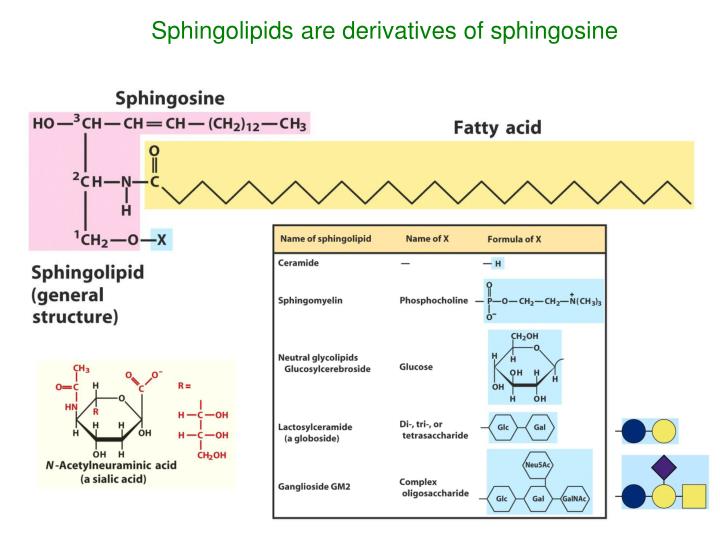 PPT - Chemistry 501 Handout 10 Lipids Chapter 10 PowerPoint ... PPT - Chemistry 501 Handout 10 Lipids Chapter 10 PowerPoint ...