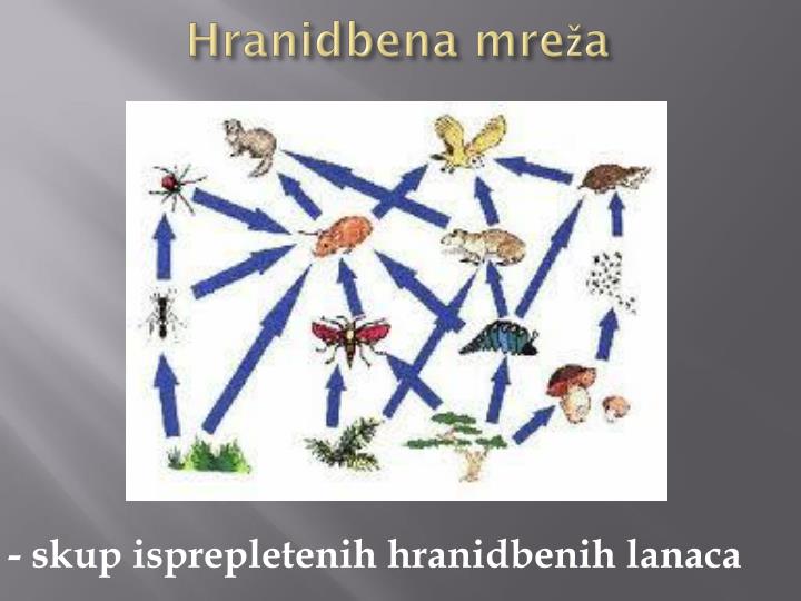 Ppt Hranidbeni Lanac Powerpoint Presentation Id3358116
