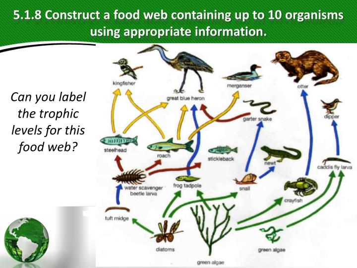 PPT - Ecology PowerPoint Presentation - ID:3448603