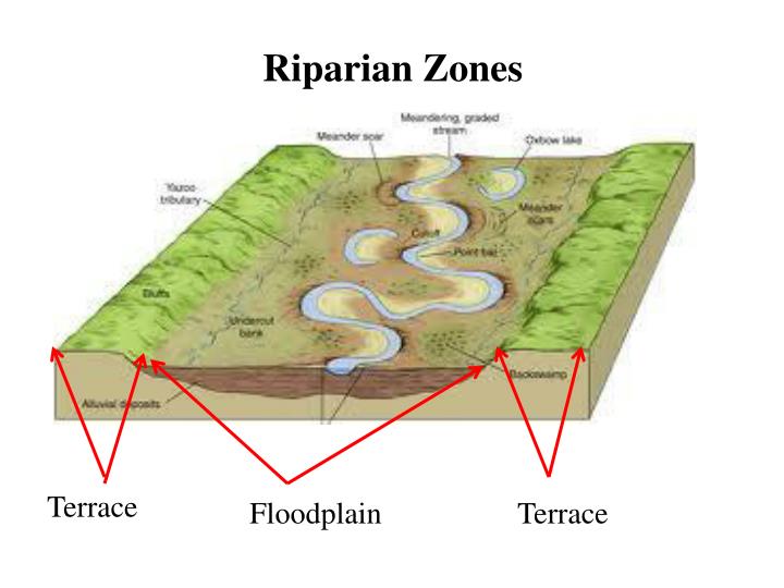 Riparian Zone In Plan Riparian Zone In Plan