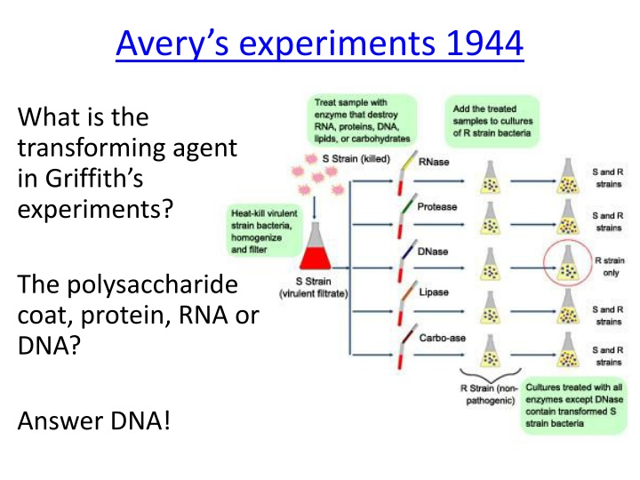 PPT - DNA, RNA and Protein Synthesis PowerPoint Presentation - ID:1507869