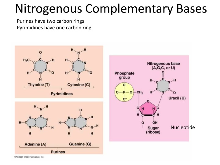 PPT - DNA, RNA and Protein Synthesis PowerPoint Presentation - ID:1507869