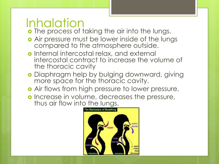 PPT - Human Body System Project PowerPoint Presentation - ID:1518045