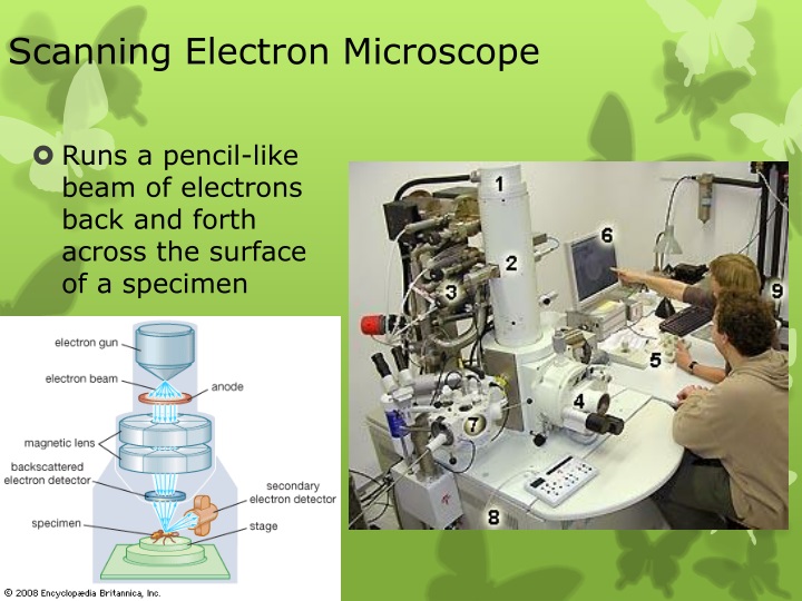 PPT - Chapter 1 Introduction to Biology PowerPoint Presentation - ID ...