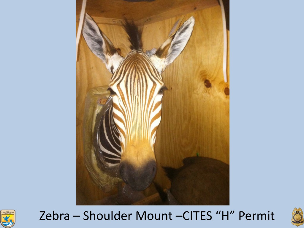 PPT - U.S. Fish & Wildlife Service Office of Law Enforcement PowerPoint ...