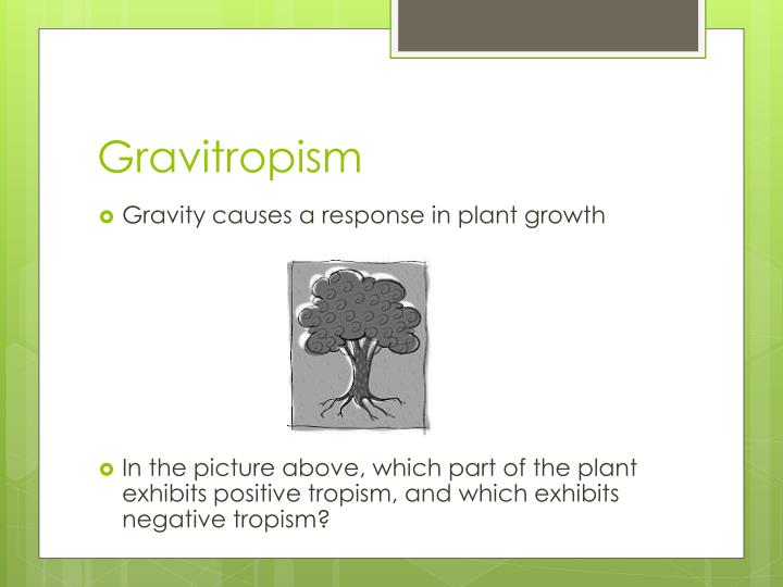 Gravitropism Definition Examples Video Lesson
